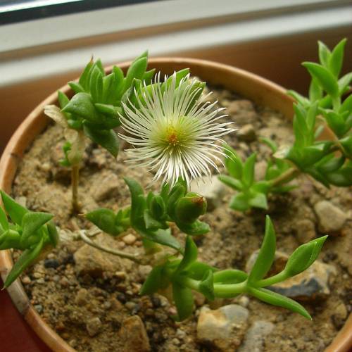 Kanna (Sceletium Tortuosum) - Eternity in a Box Botanicals