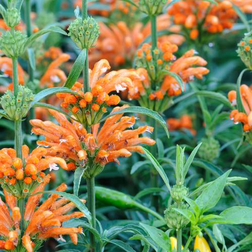 Dagga (Leonotis) - Eternity in a Box Botanicals